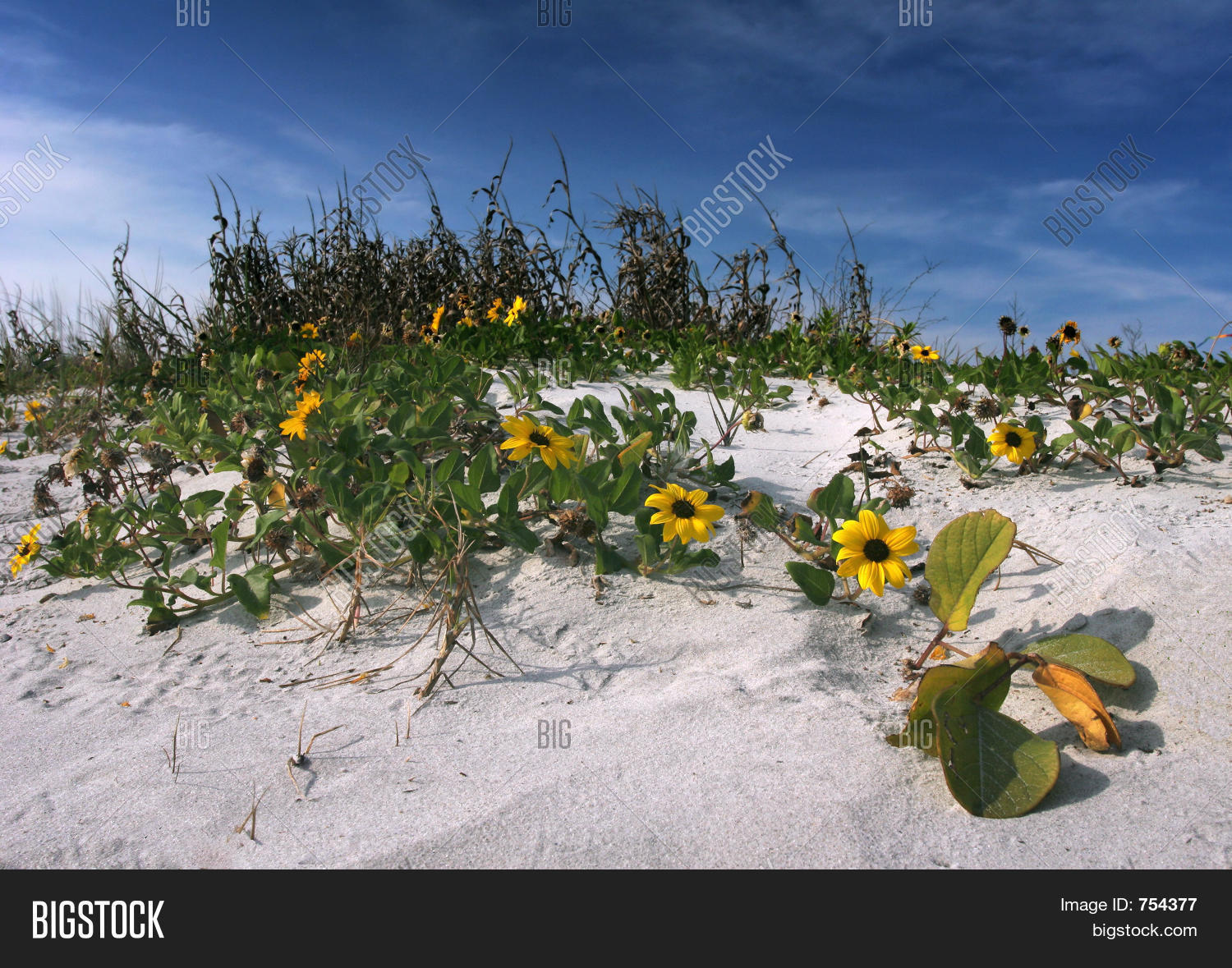 Daisy Dune Image & Photo (Free Trial) | Bigstock