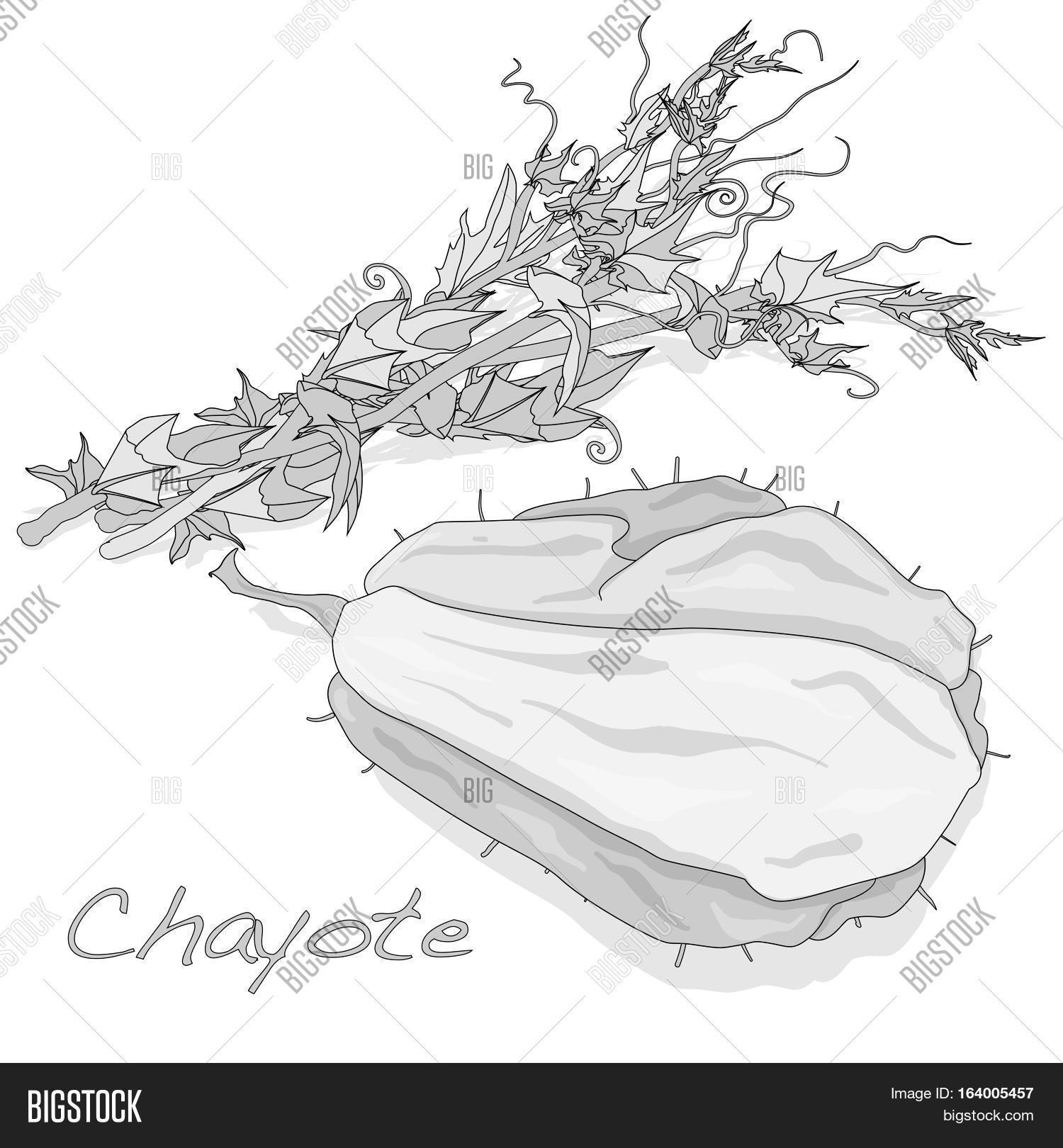 Chayote Image Isolated Image & Photo (Free Trial) | Bigstock