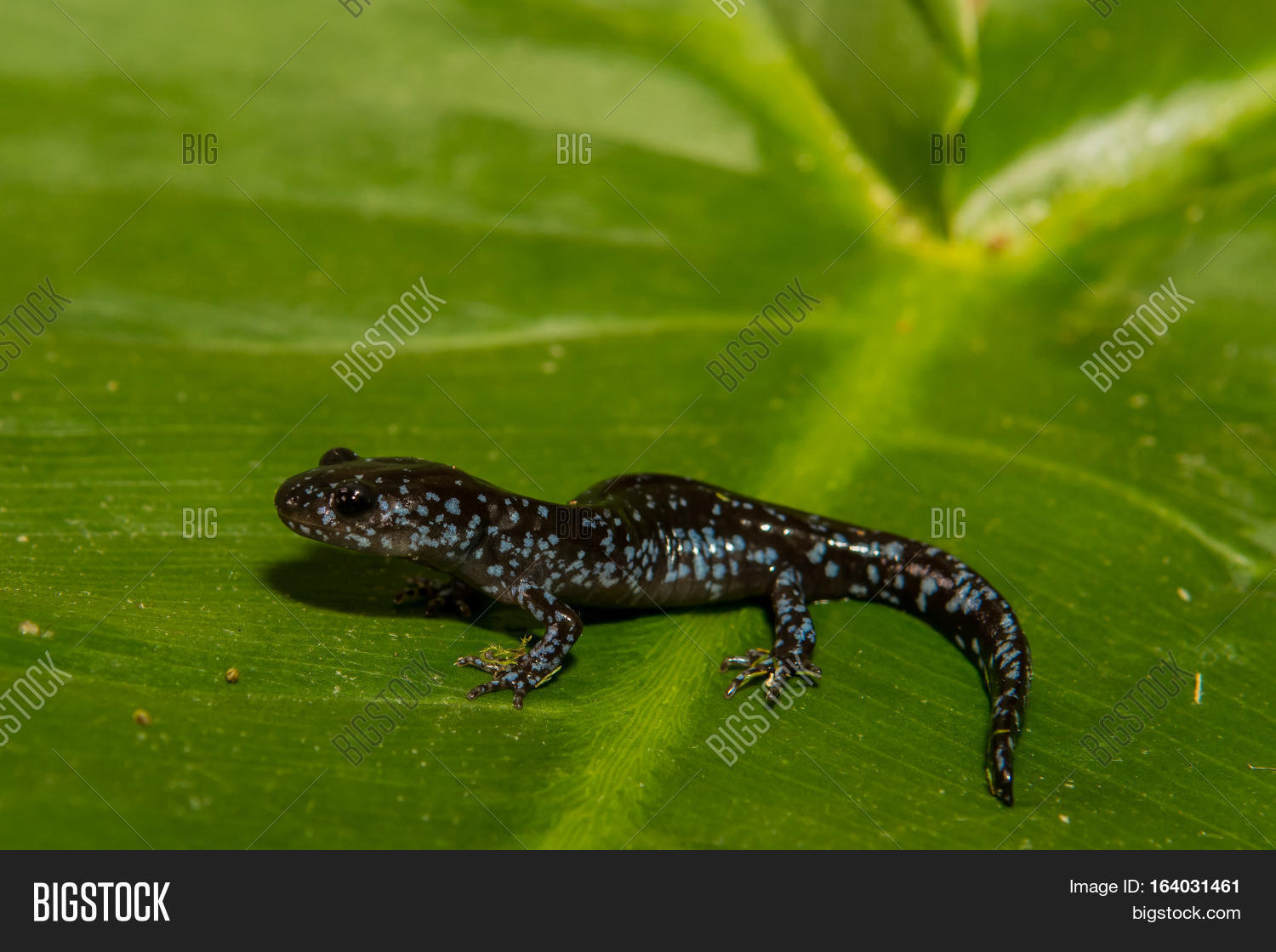 Close Young Blue- Image & Photo (Free Trial) | Bigstock