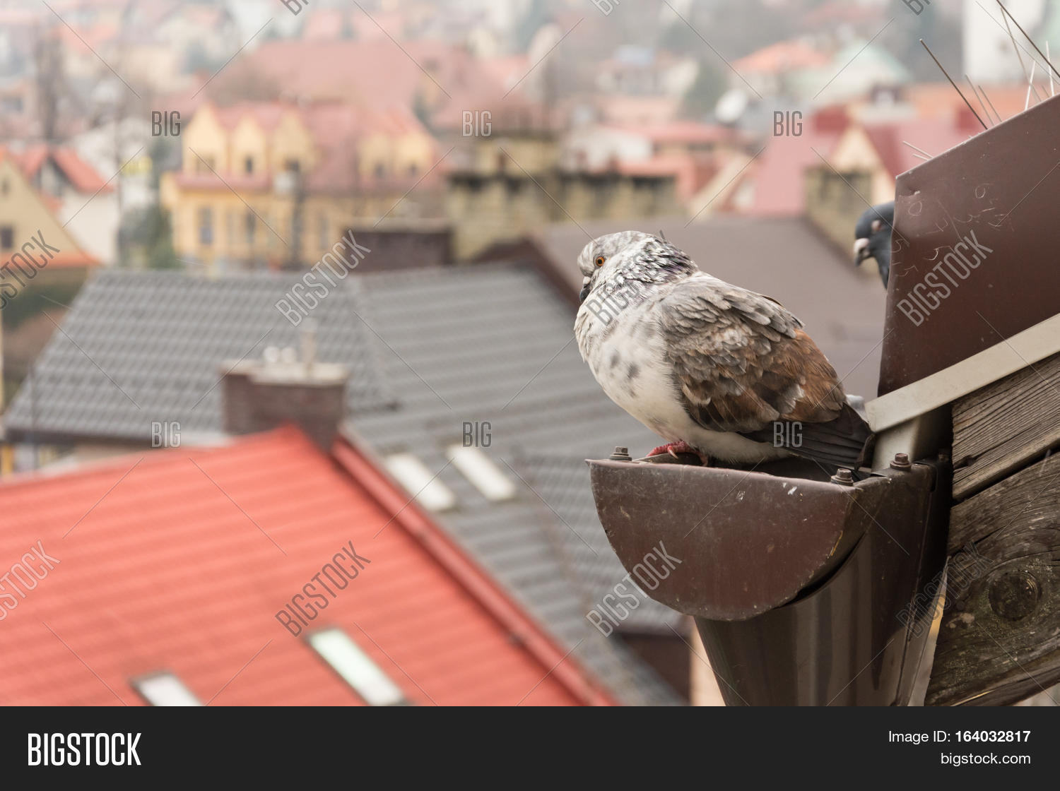 Pigeon On Roof On City Image & Photo (Free Trial) | Bigstock