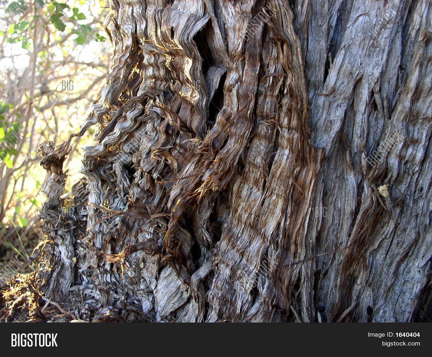Bark On Juniper Cedar Image & Photo (Free Trial) | Bigstock