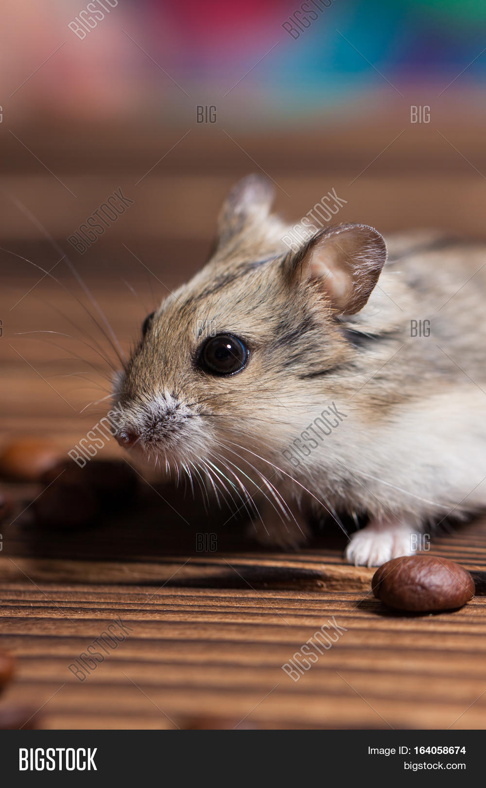 Cute Little Mouse Image & Photo (Free Trial) | Bigstock