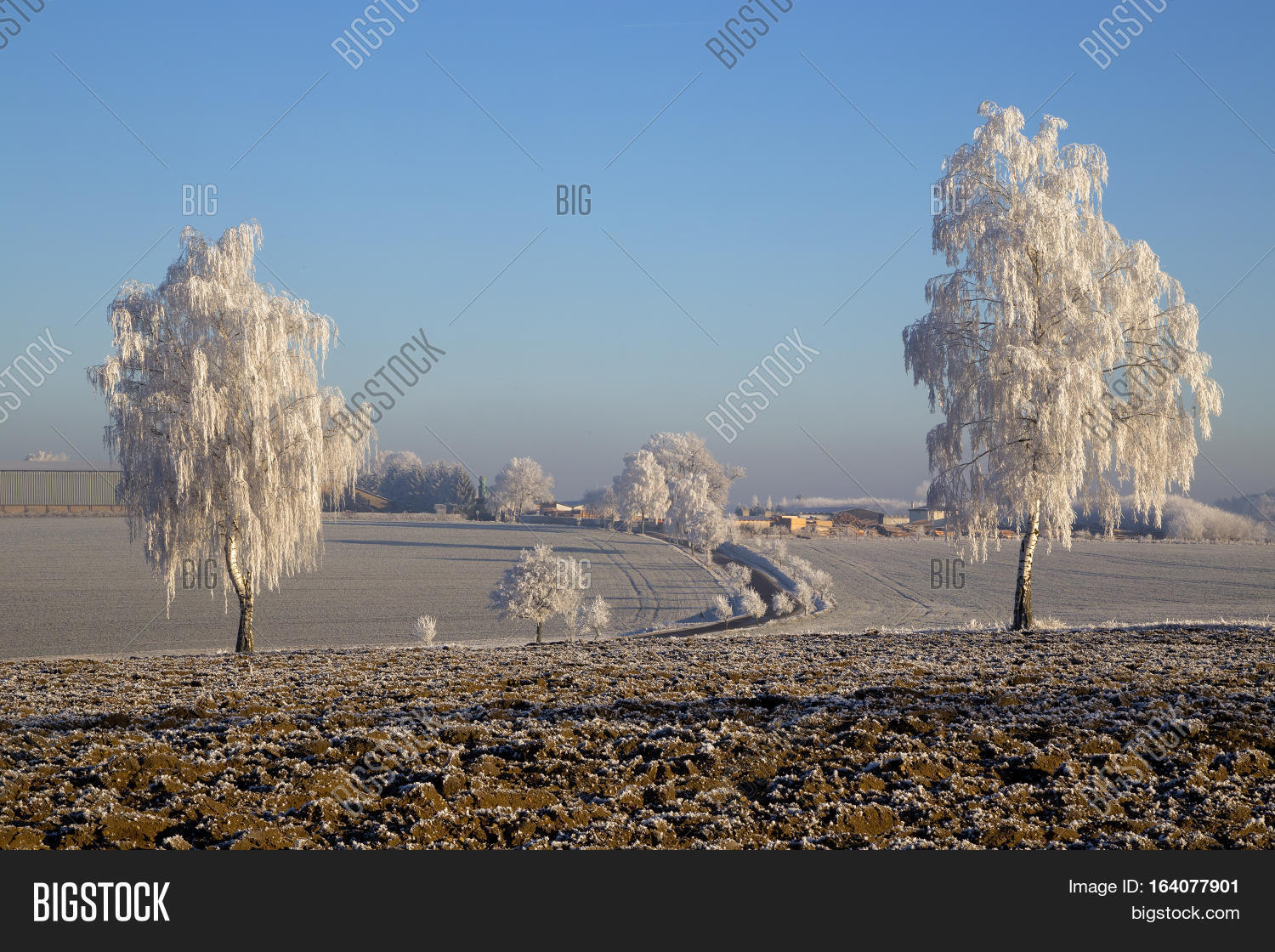 Frozen Trees Rime Image & Photo (Free Trial) | Bigstock