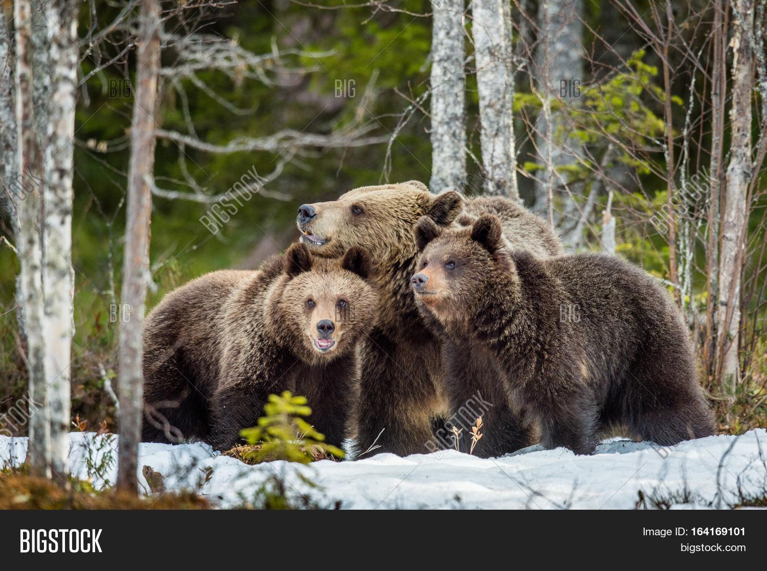 She-bear Bear-cubs. Image & Photo (Free Trial) | Bigstock