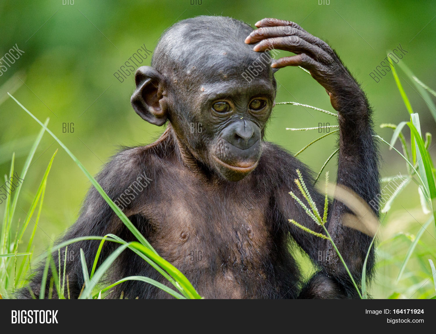 Close Portrait Bonobo Image & Photo (Free Trial) | Bigstock
