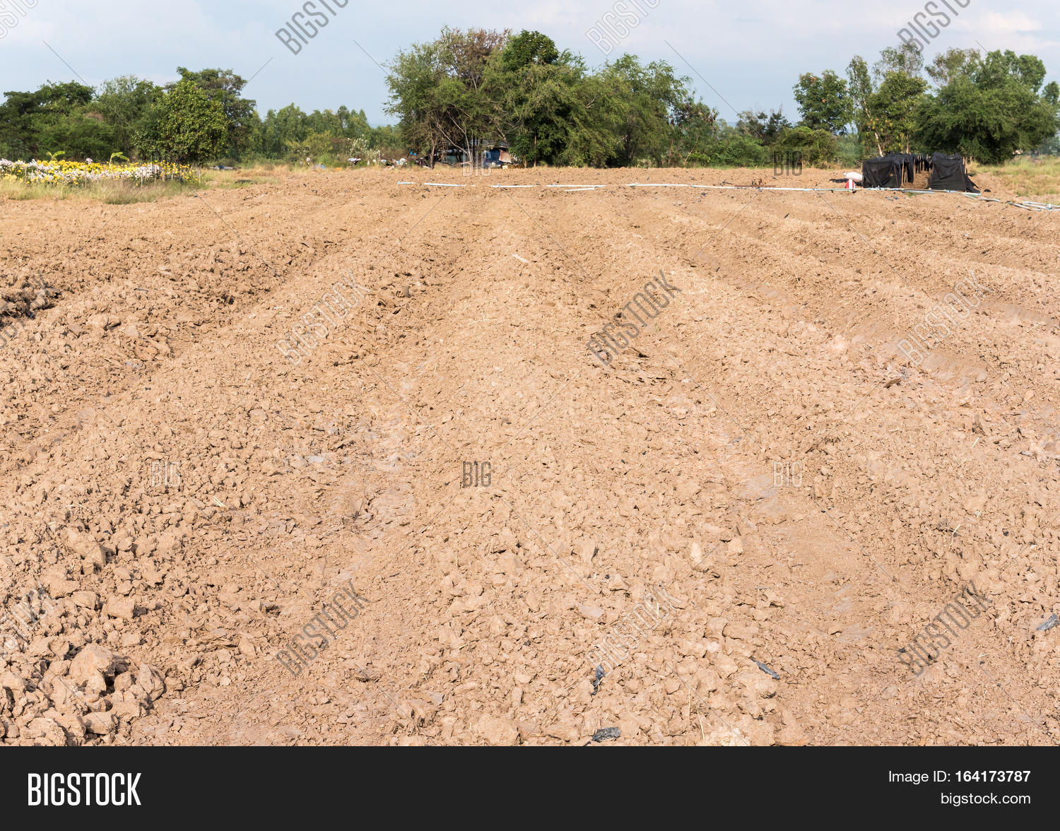 Large Plantation Image & Photo (Free Trial) | Bigstock