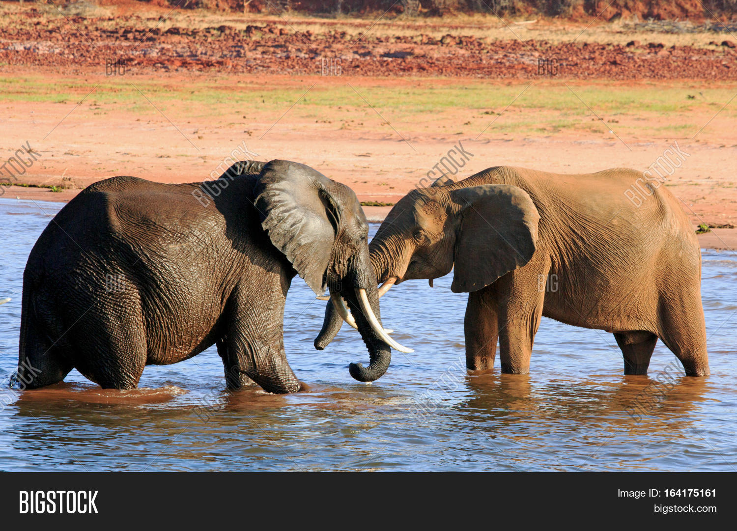 Two Elephants Playing Image & Photo (Free Trial) | Bigstock