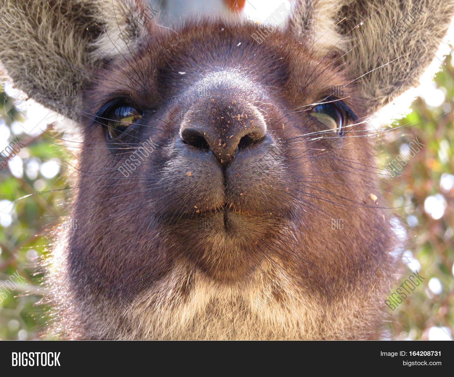 Kangaroo Face