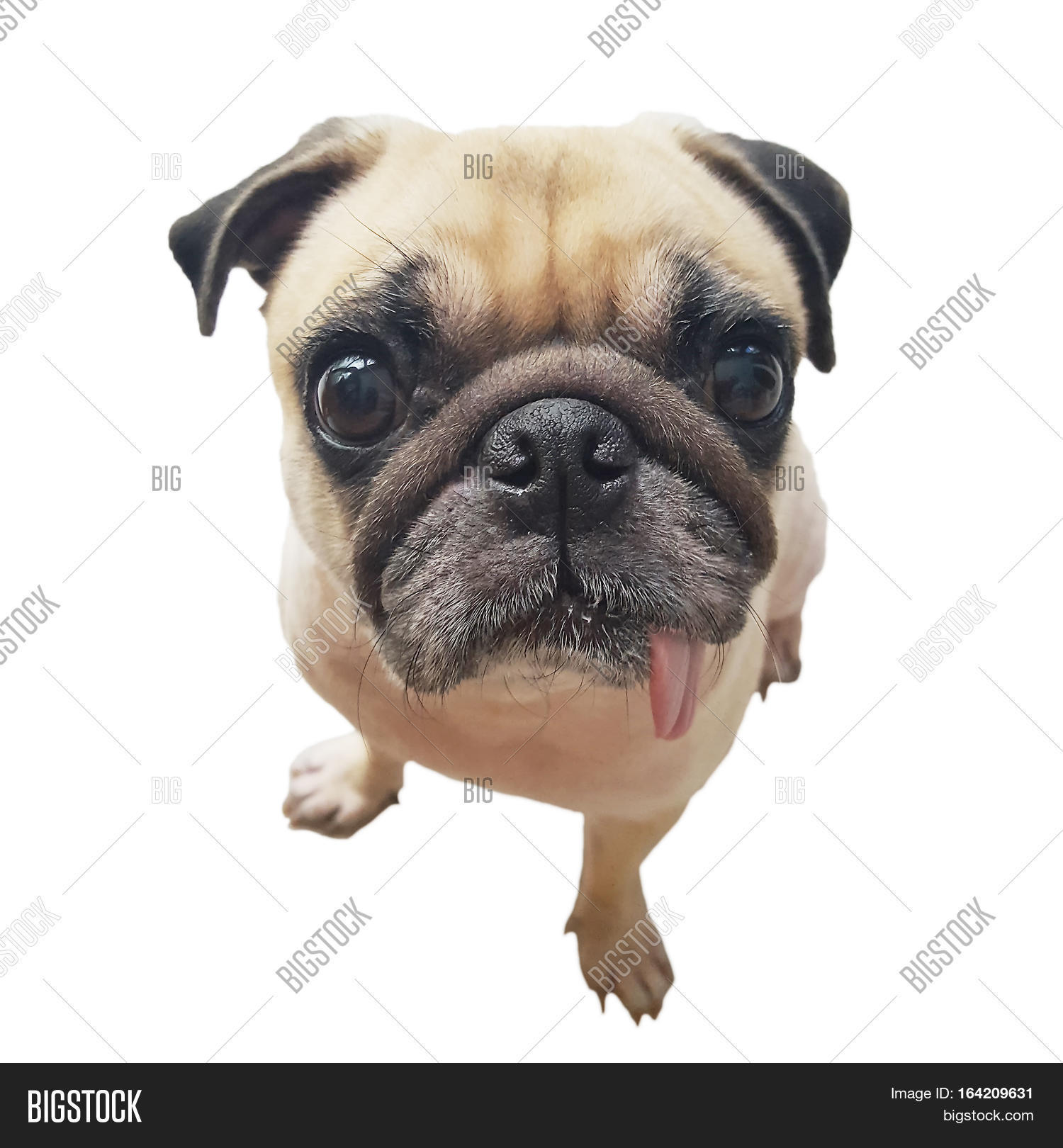 Close- Face Cute Pug Image & Photo (Free Trial) | Bigstock