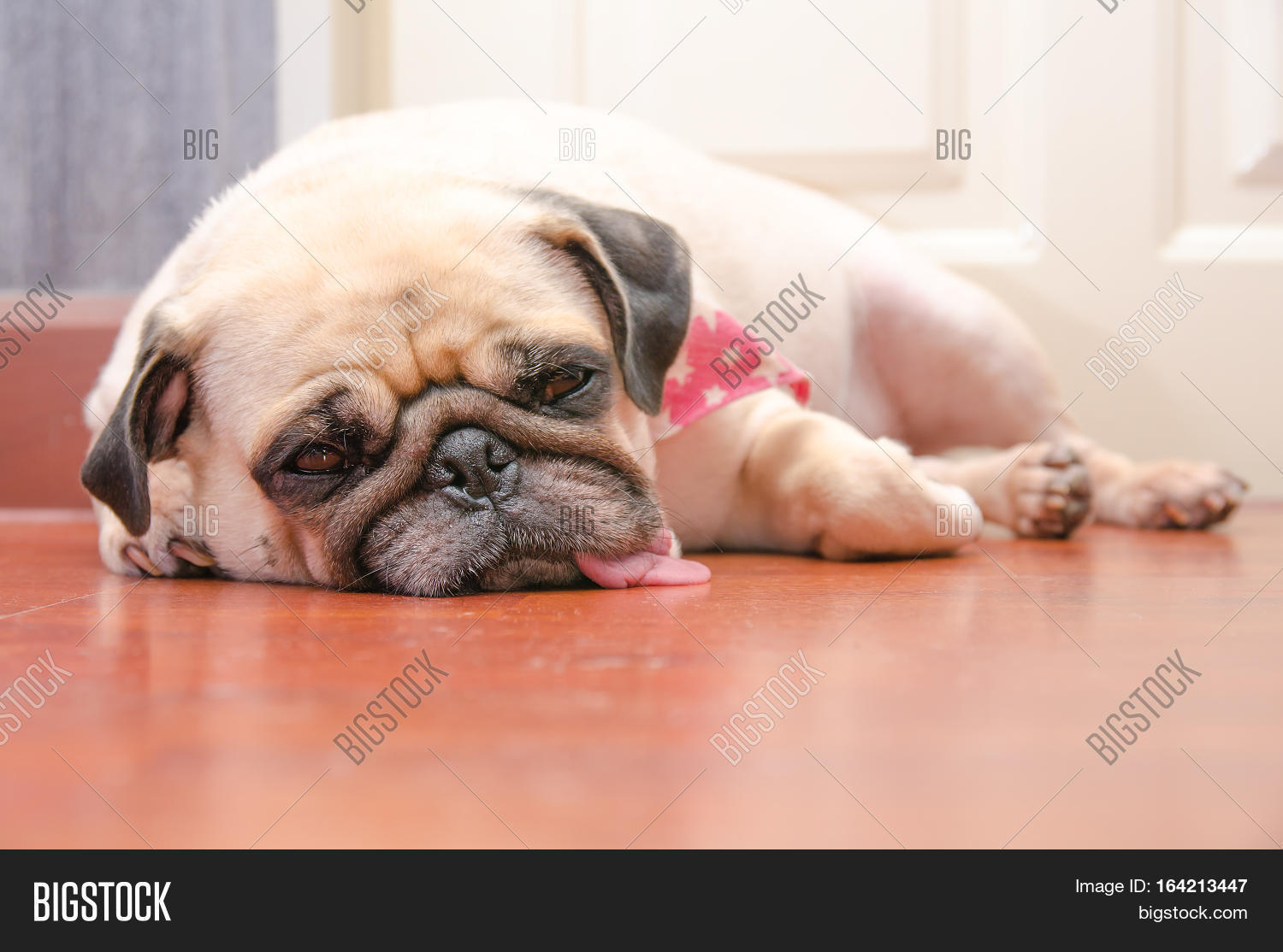 Close- Face Cute Pug Image & Photo (Free Trial) | Bigstock
