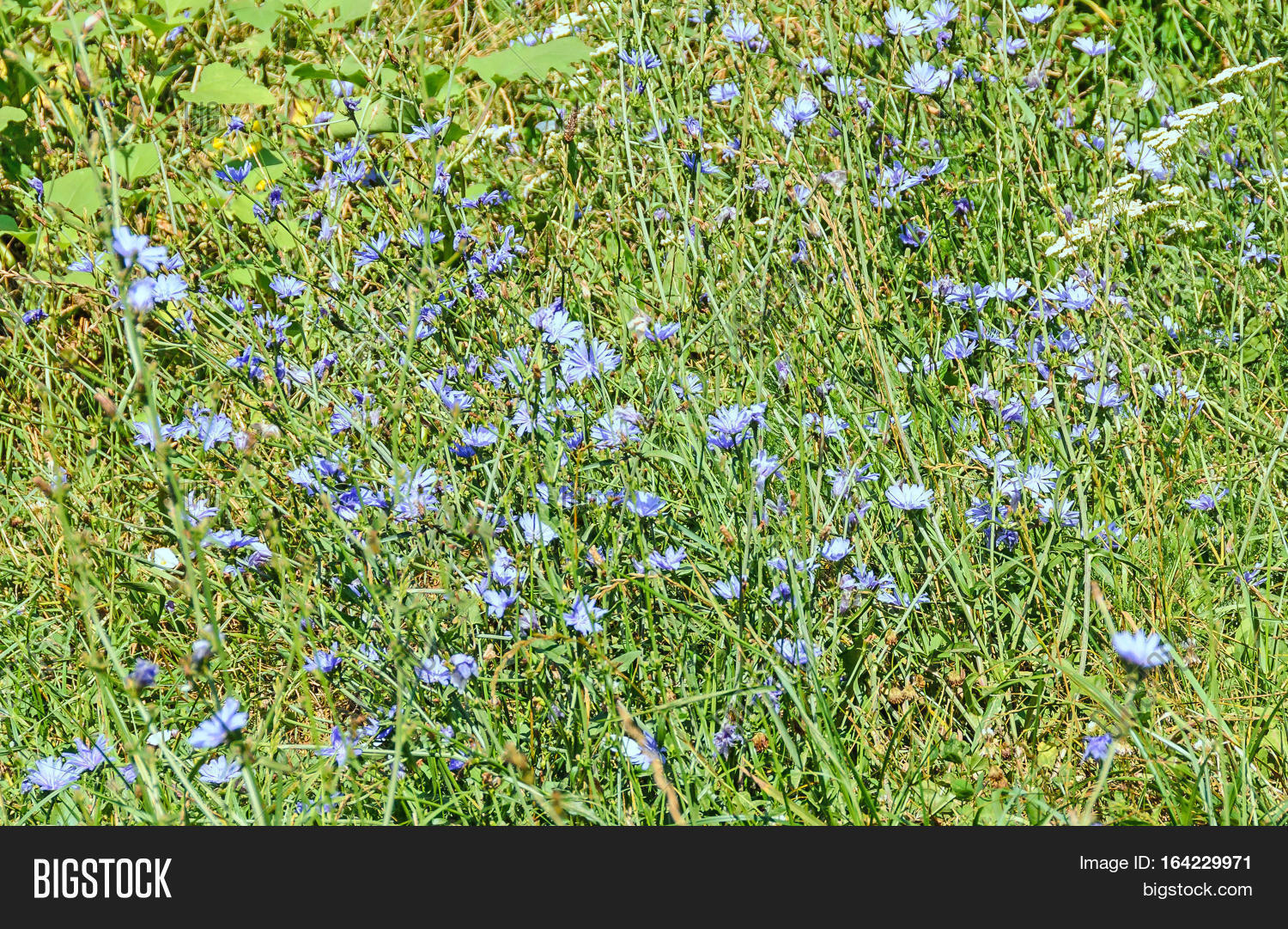Field Cichorium Image & Photo (Free Trial) | Bigstock