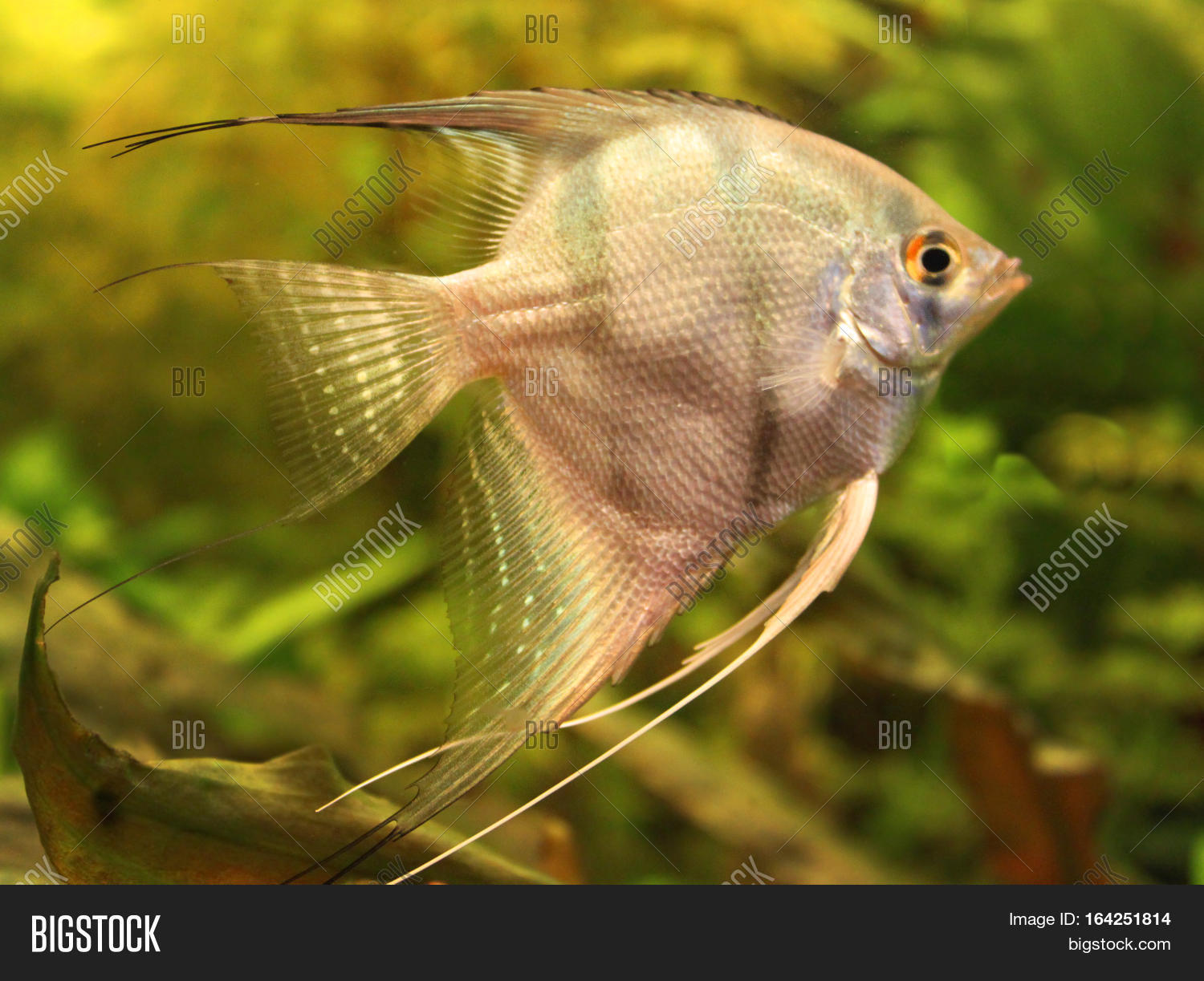 Silver Angelfish