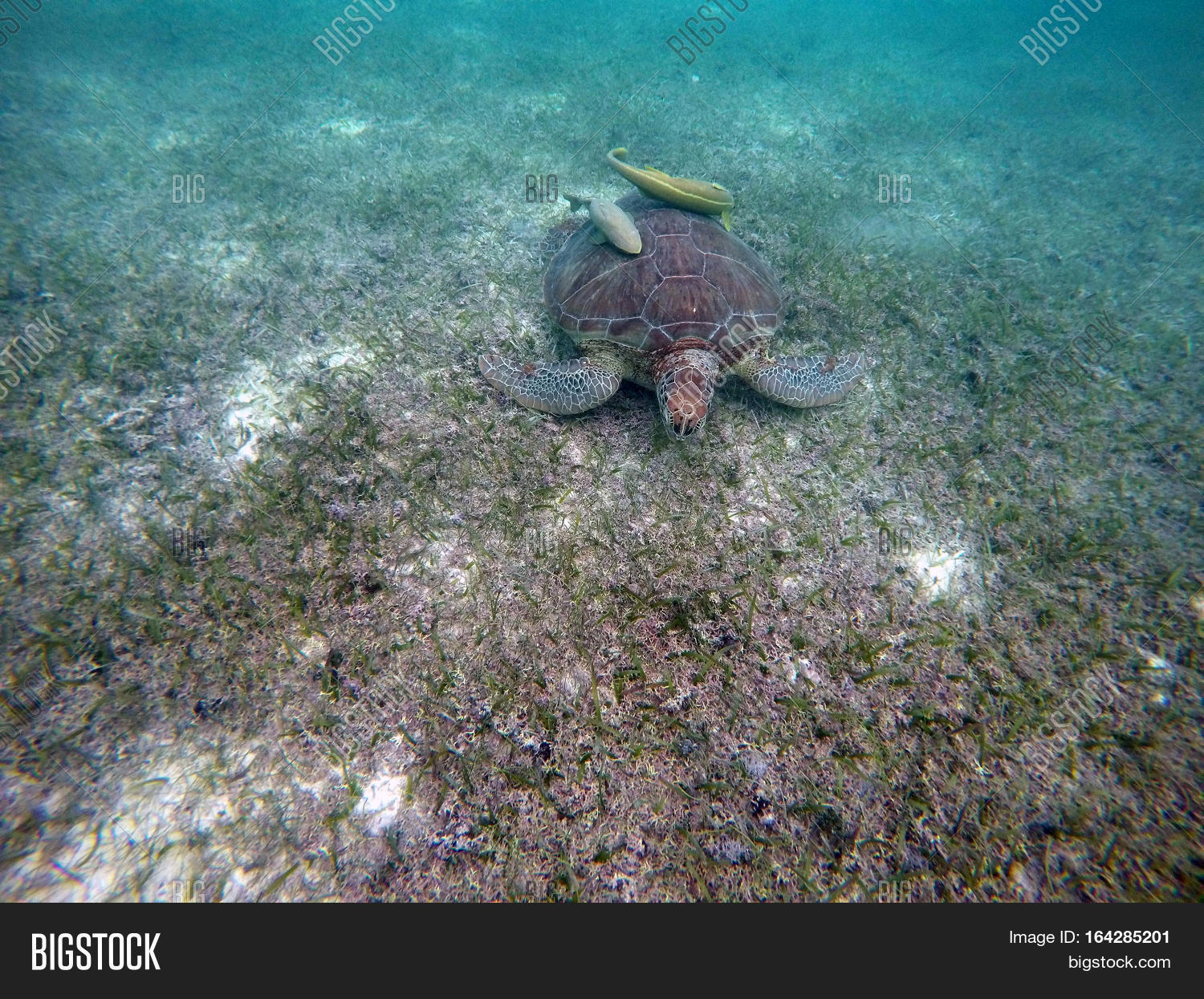 Mexican Sea Turtle Image & Photo (Free Trial) | Bigstock