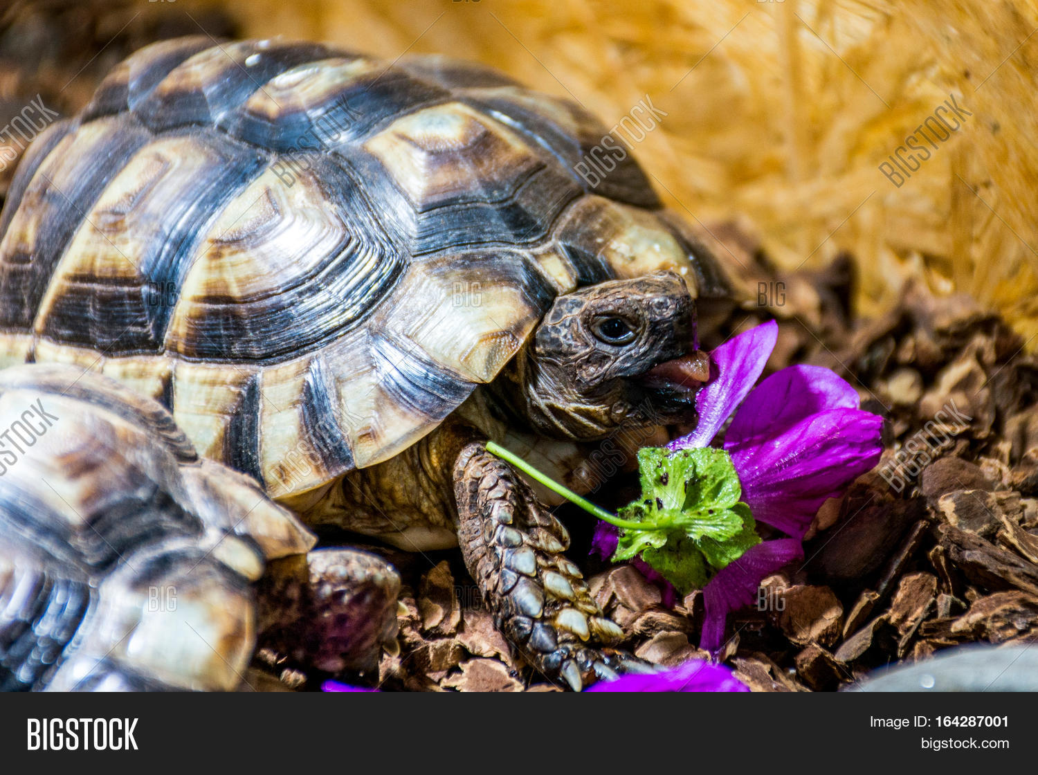 Turtle Testudo Image & Photo (Free Trial) | Bigstock