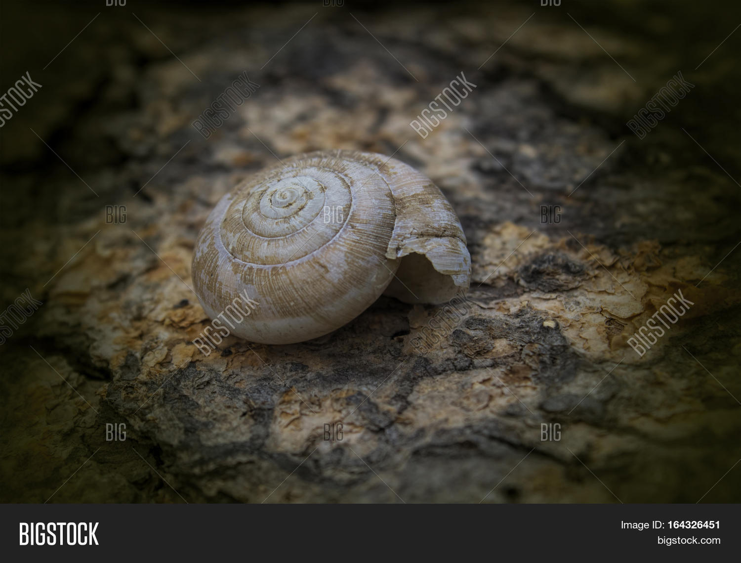 Spiral Snail Shell On Image & Photo (Free Trial) | Bigstock
