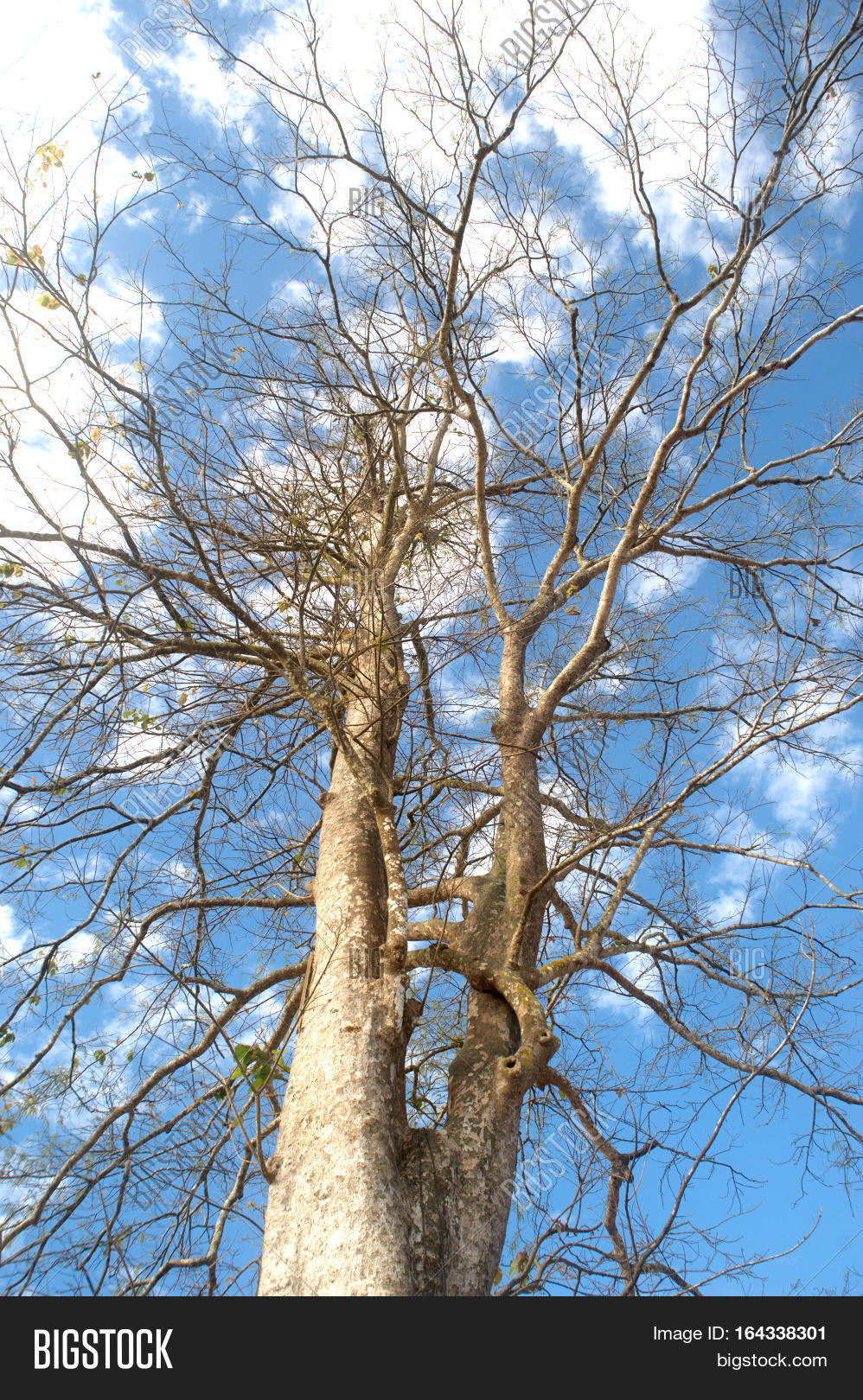 Bare Tree Huge Sprawl Image & Photo (Free Trial) | Bigstock