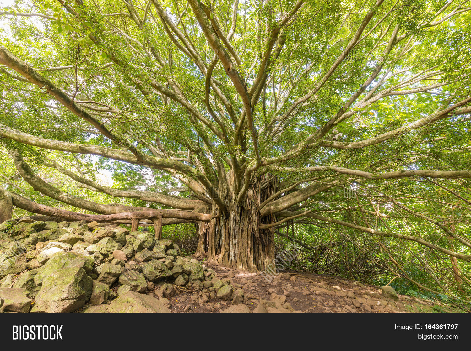 Huge Banyan Tree Image & Photo (Free Trial) | Bigstock