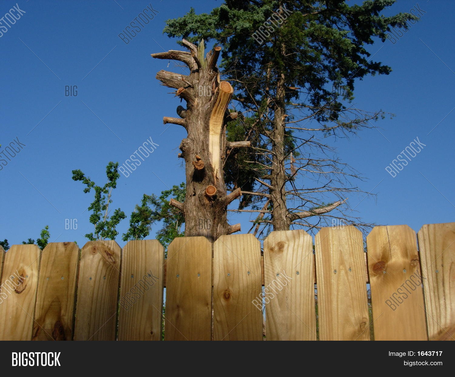 Broken Tree Image & Photo (Free Trial) | Bigstock