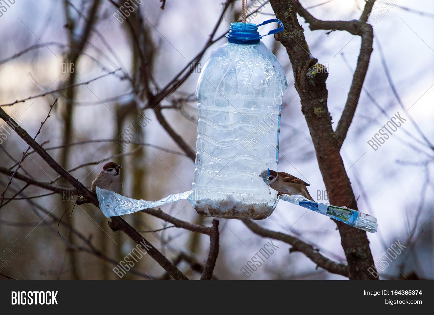 Sparrow Feeds Off Image & Photo (Free Trial) | Bigstock