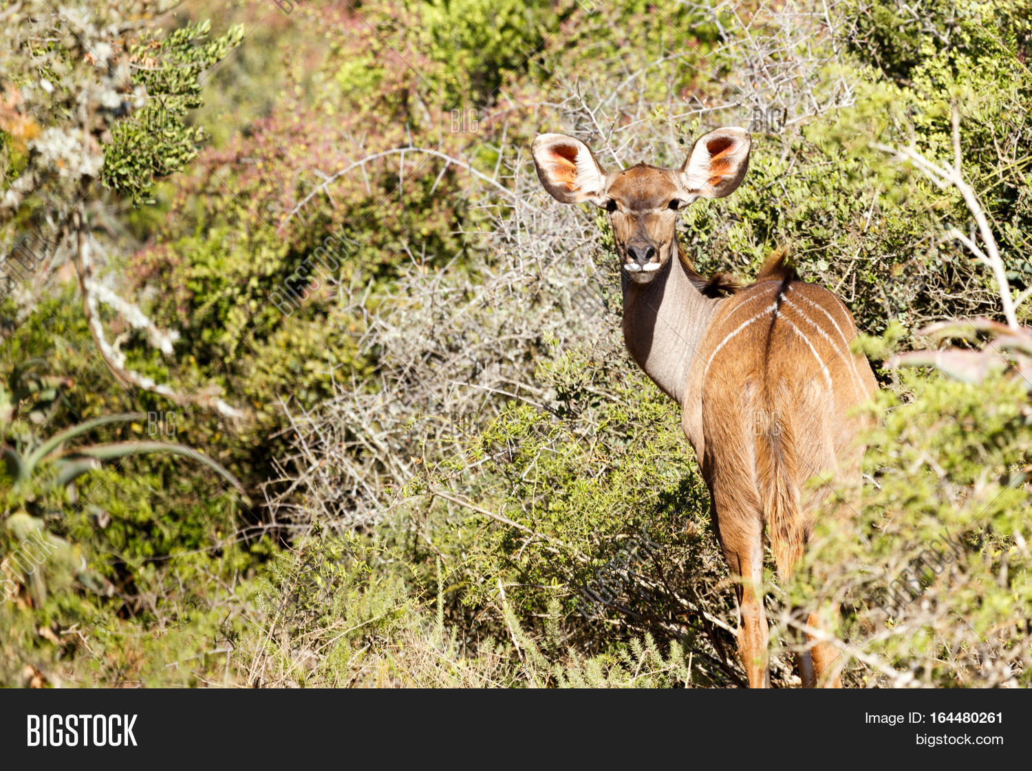 Female Kudu Turning Image & Photo (Free Trial) | Bigstock
