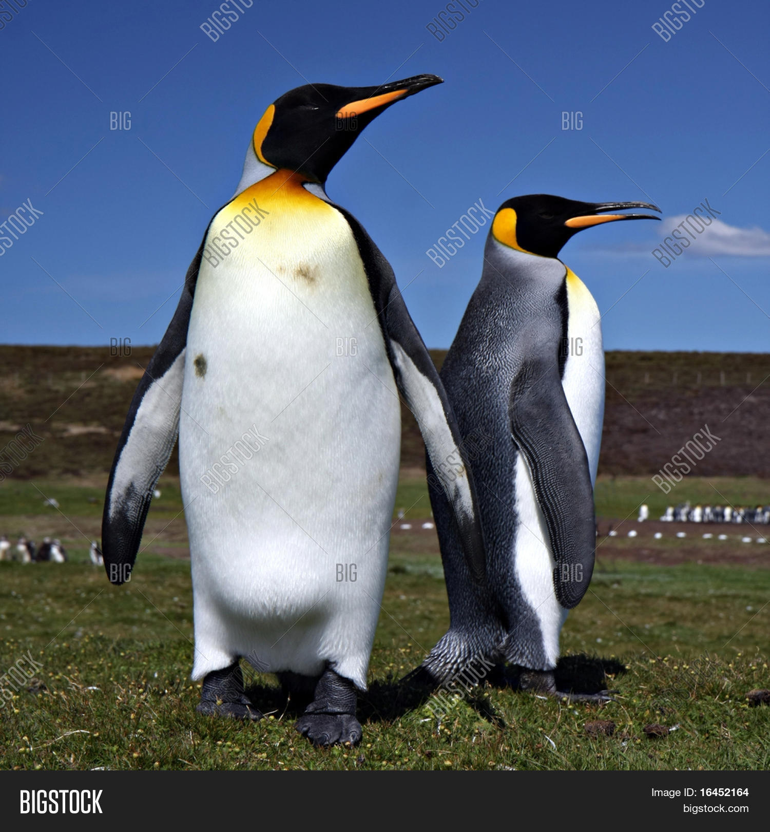 Two King Penguins Image & Photo (Free Trial) | Bigstock