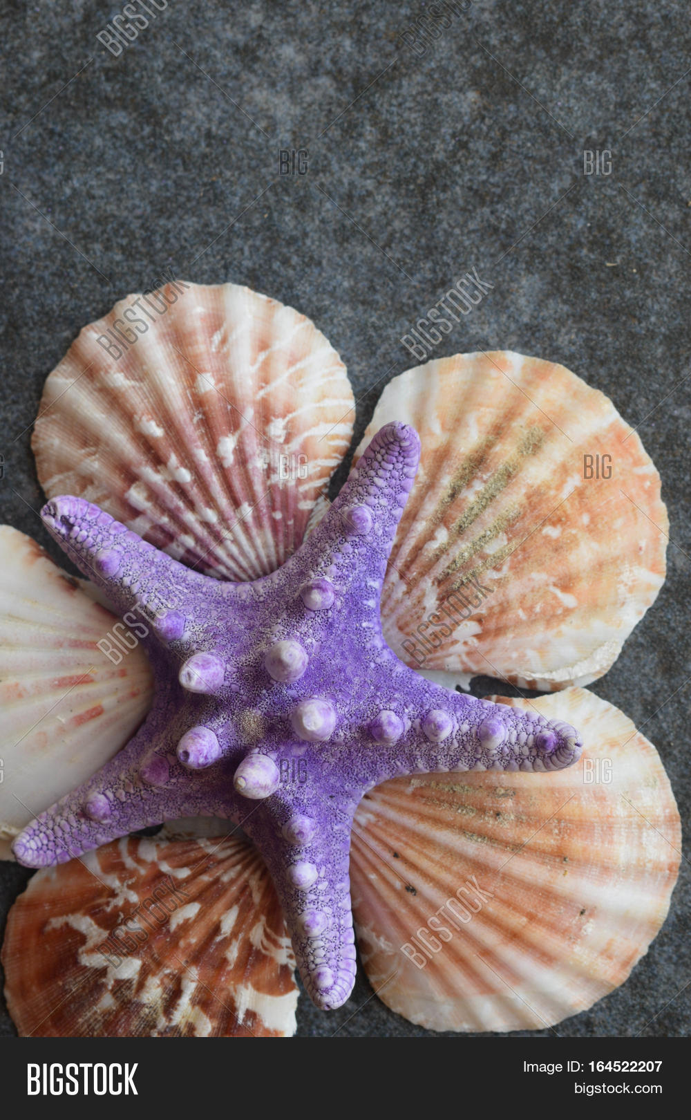 Colourful Sea Shells