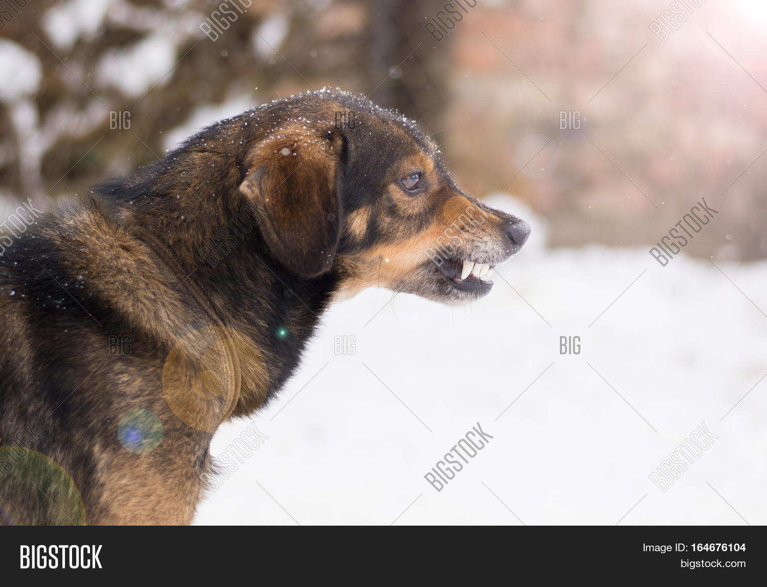 Barking Enraged Angry Image & Photo (Free Trial) | Bigstock