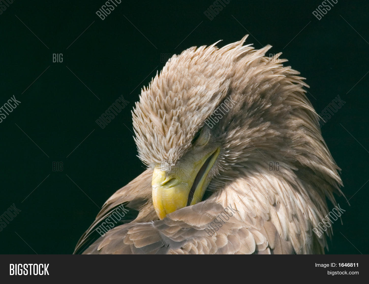 Sleeping Eagle Image & Photo (Free Trial) | Bigstock