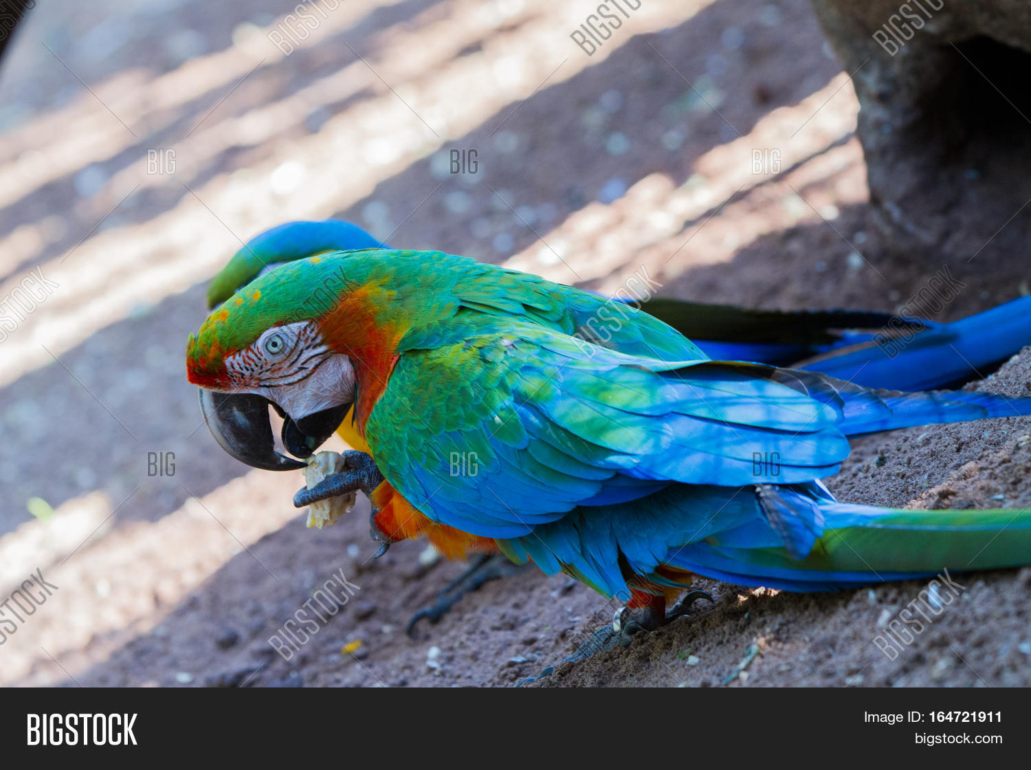 Green-winged Macaw Image & Photo (Free Trial) | Bigstock