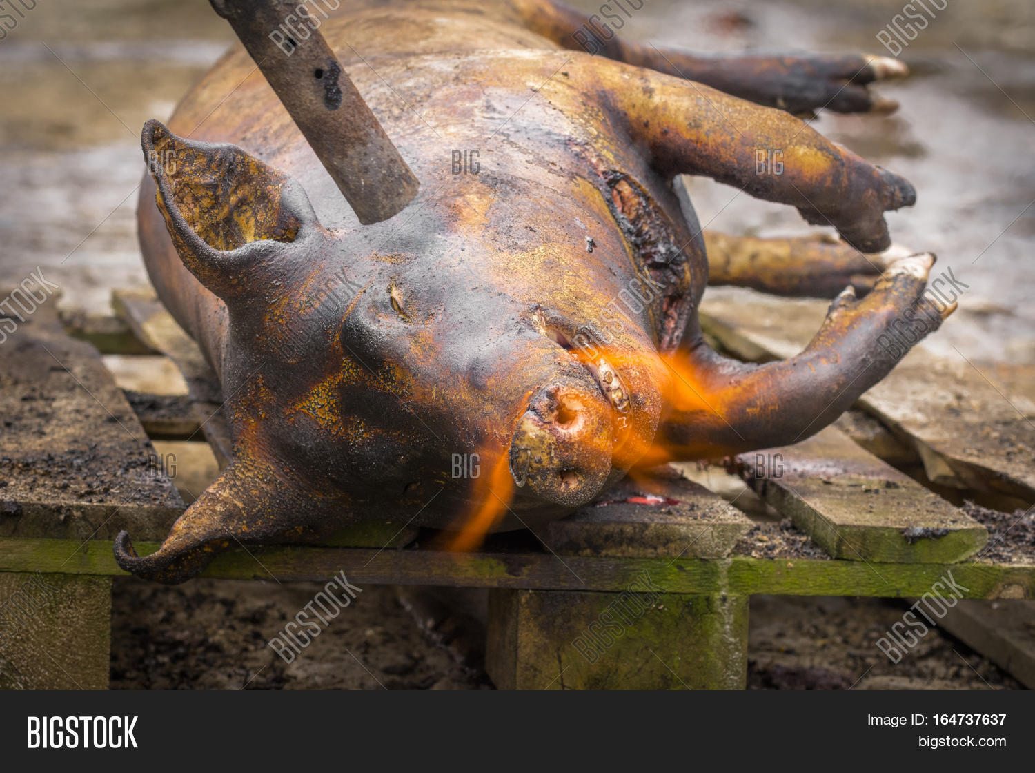 Traditional Pig Image & Photo (Free Trial) | Bigstock