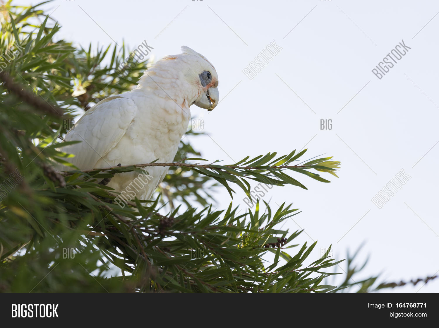Little Corella (Bare- Image & Photo (Free Trial) | Bigstock
