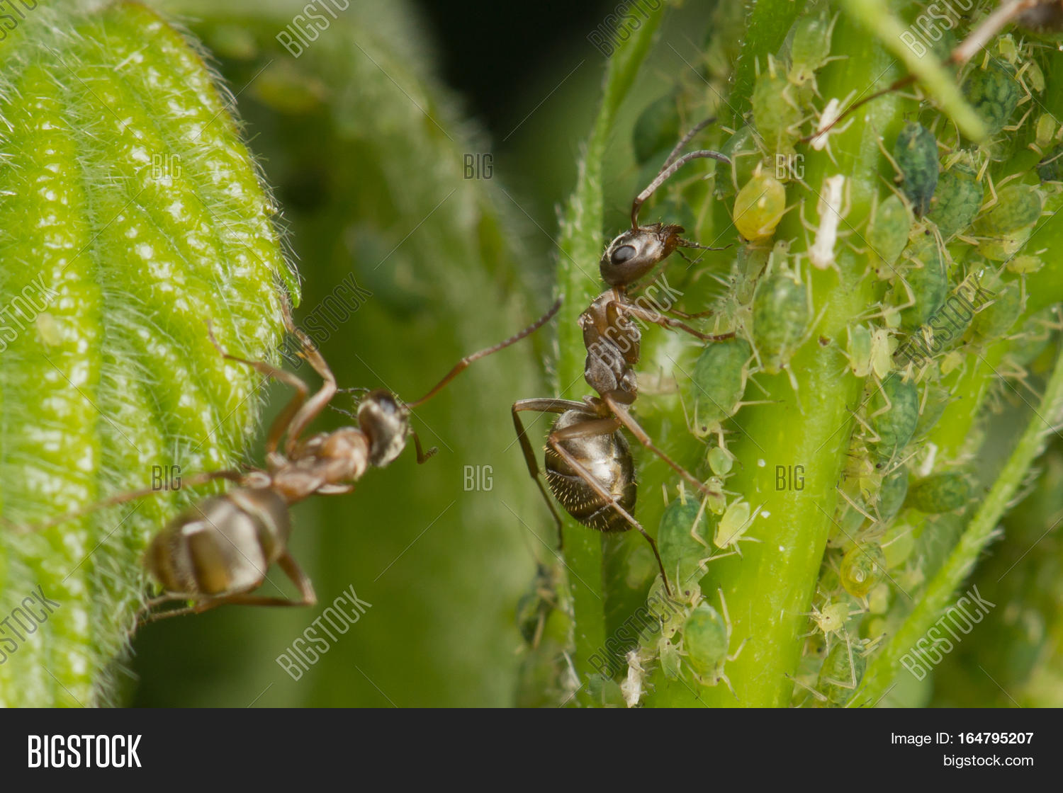 Symbiosis Ants Aphids Image & Photo (Free Trial) | Bigstock