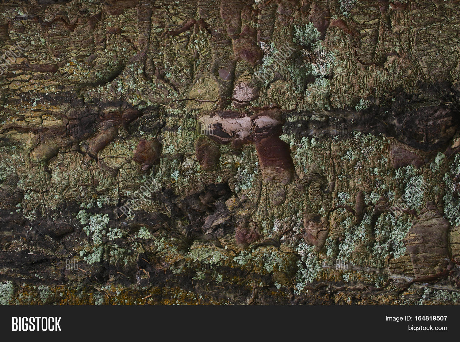 Flakey Green Tree Bark Image & Photo (Free Trial) | Bigstock