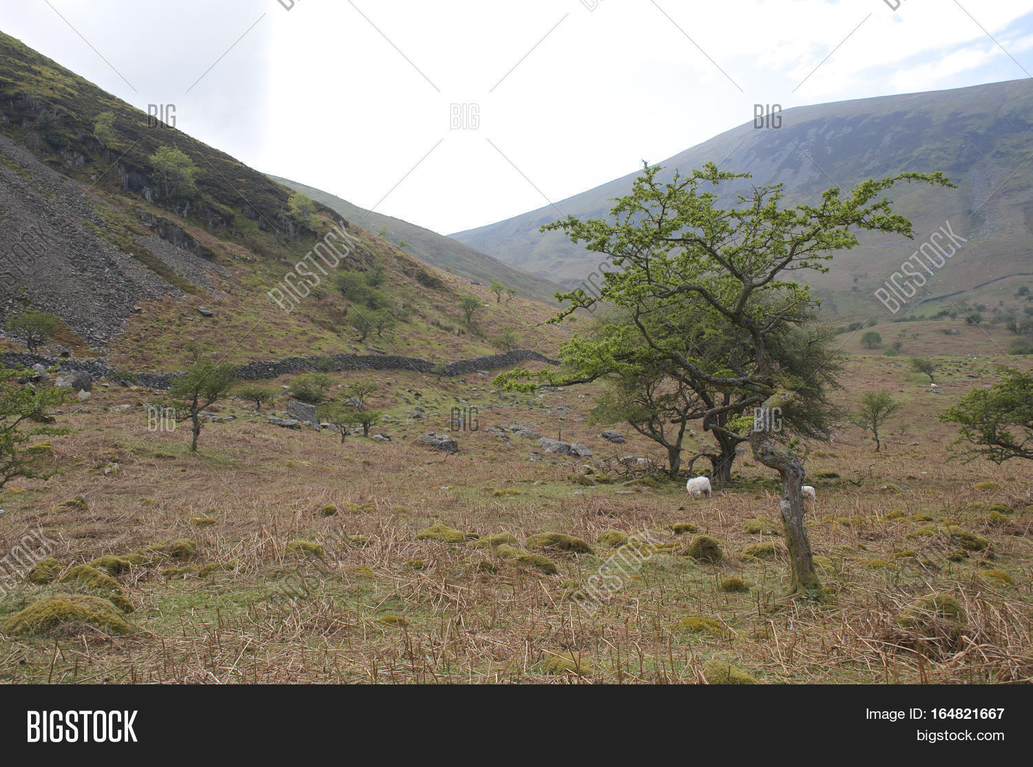 Open Brown Field Stone Image & Photo (Free Trial) | Bigstock