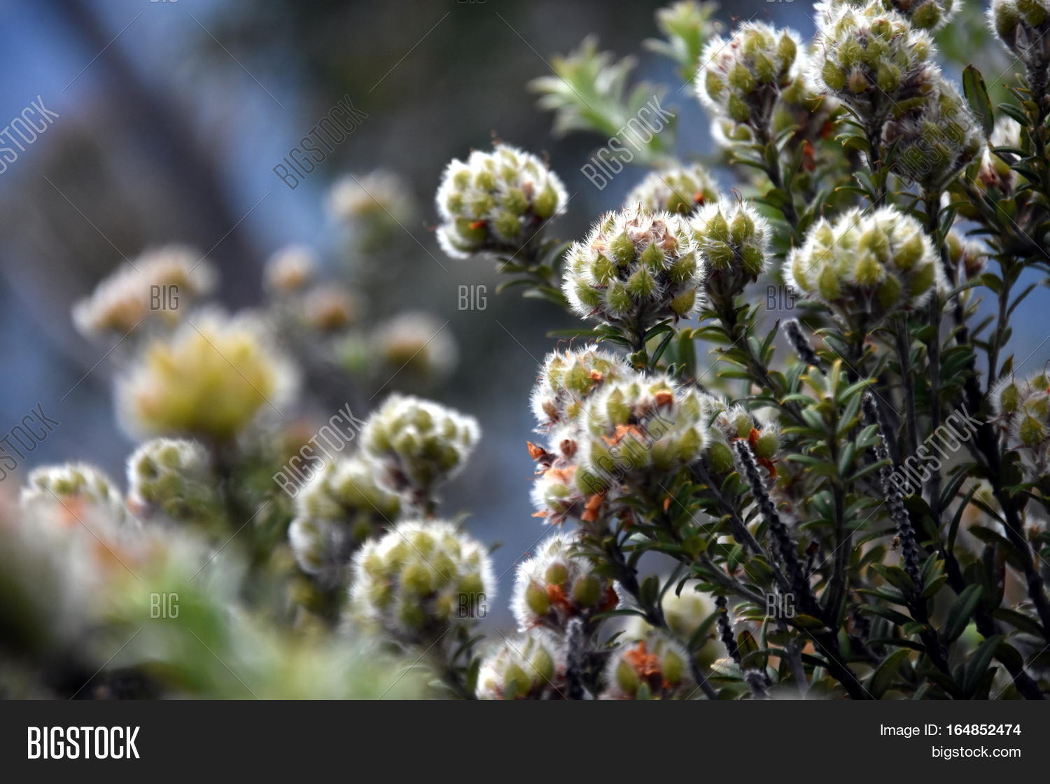 Stinky Yellow Flowers Image & Photo (Free Trial) | Bigstock