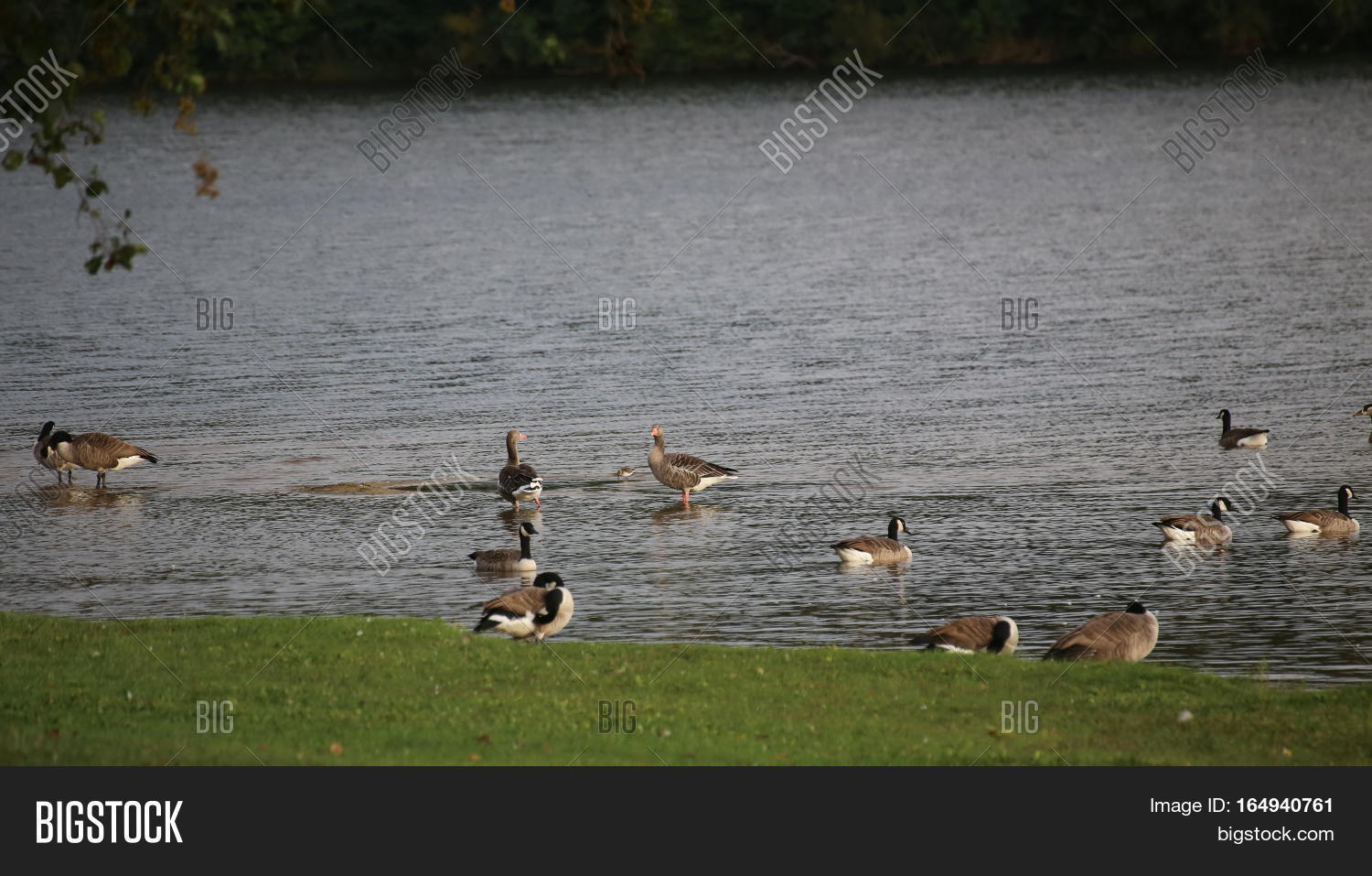 Mixed Goose Flock Next Image & Photo (Free Trial) | Bigstock