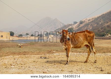 Cow Near Amber Fort. Image & Photo (Free Trial) | Bigstock