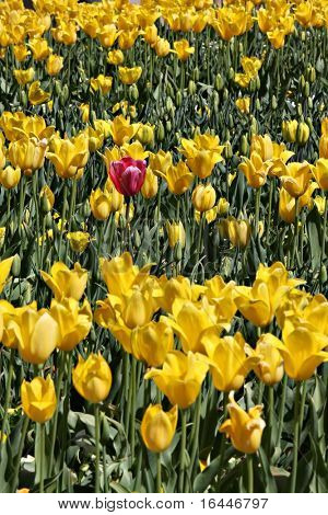 Tulips Canberra's Image & Photo (Free Trial) | Bigstock