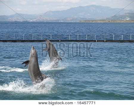 Twin Dolphin Show Image & Photo (Free Trial) | Bigstock