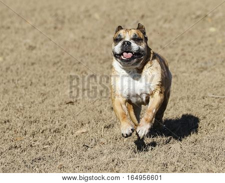 Bulldog Running Image & Photo (Free Trial) | Bigstock