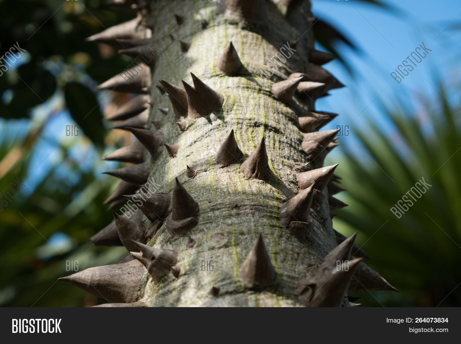 Spiny Bark Kapok Tree Image & Photo (Free Trial) | Bigstock