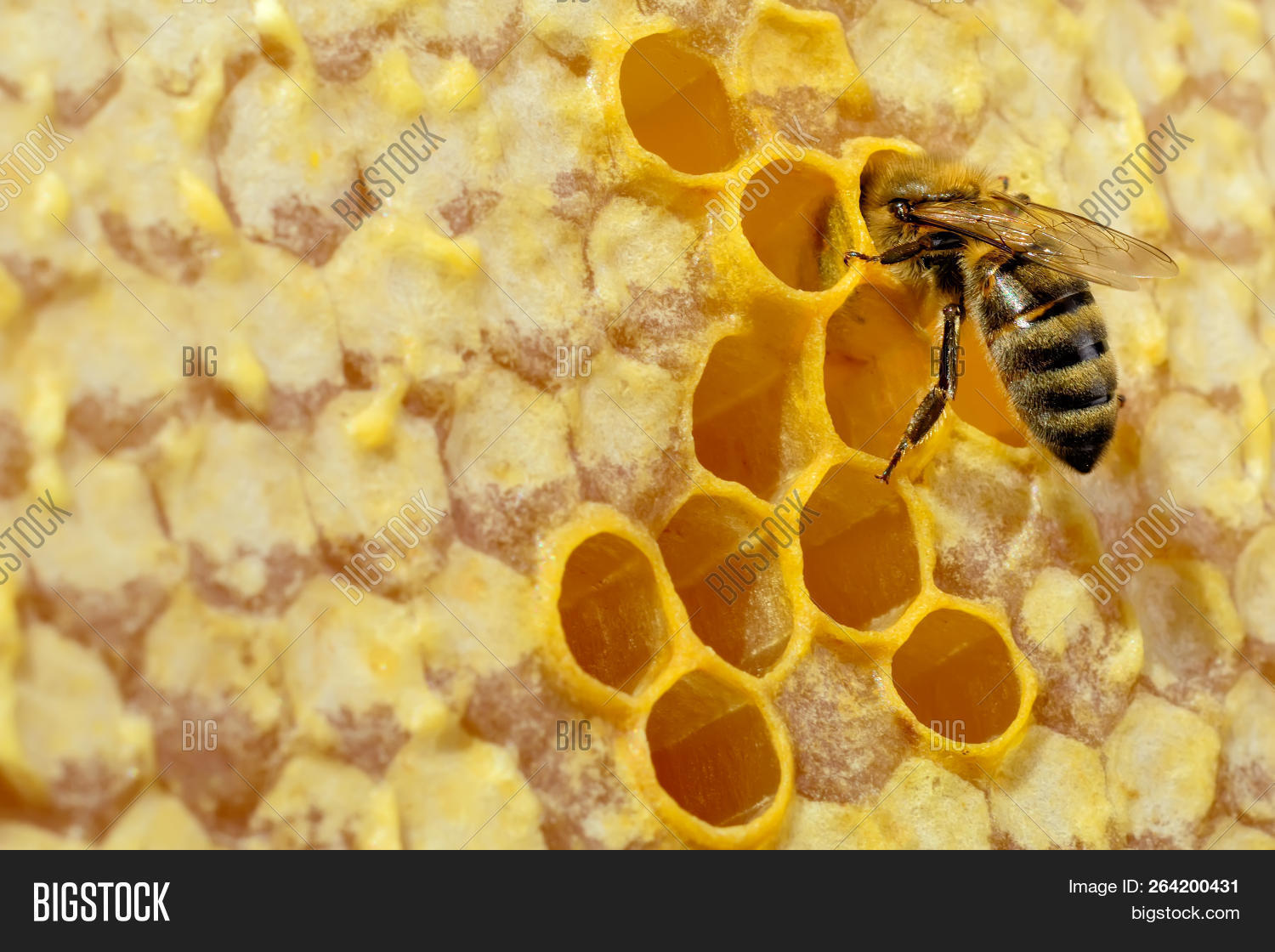 Macro Photo Honey Bee Image & Photo (Free Trial) | Bigstock