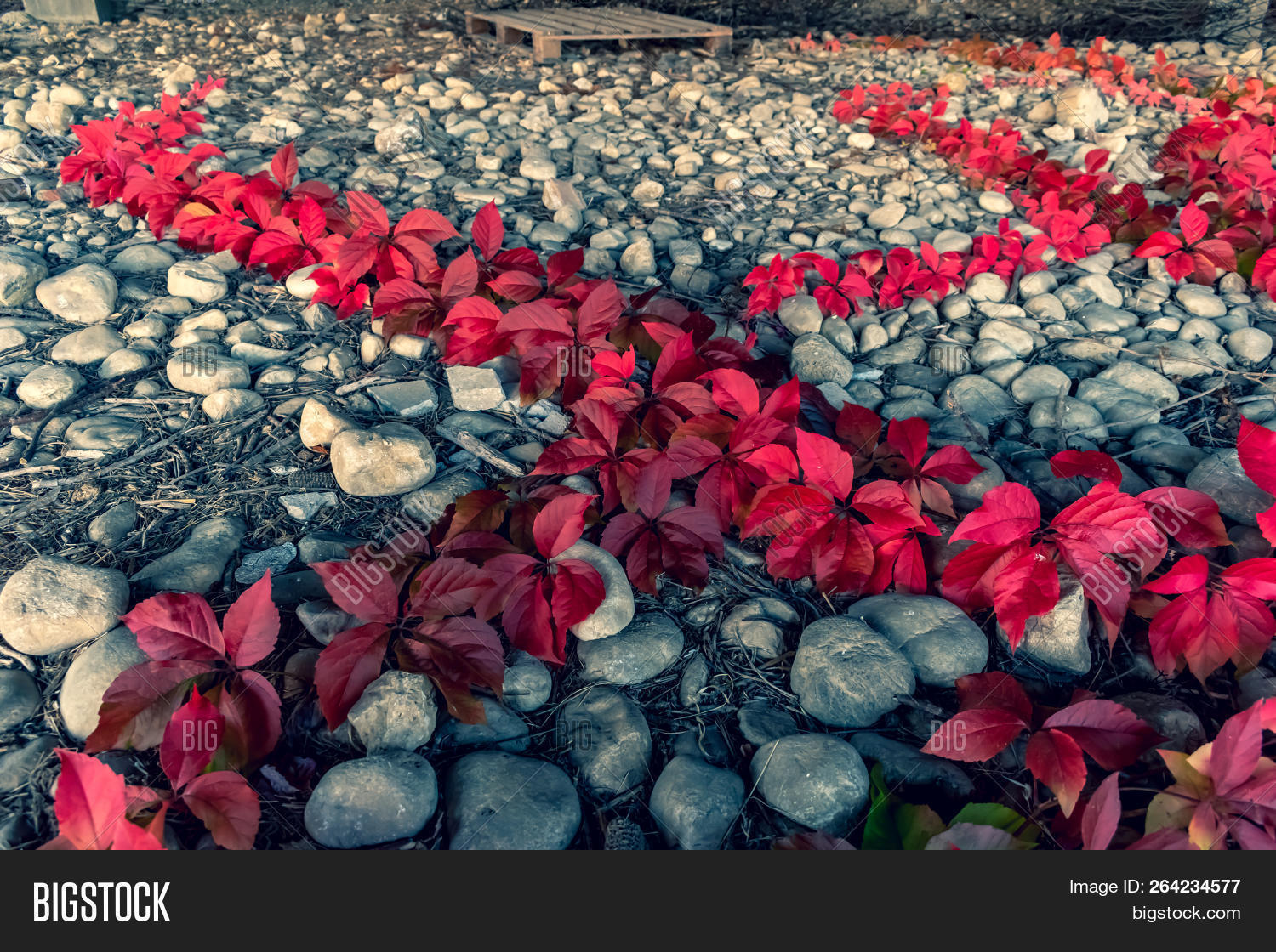 Aggy Creeper Cherry Red