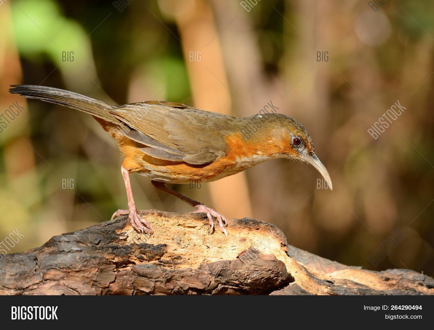 Beatiful Rusty-cheeked Image & Photo (Free Trial) | Bigstock