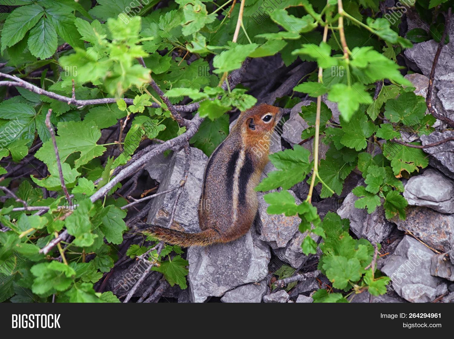 Western Chipmunk, ( Image & Photo (Free Trial) | Bigstock
