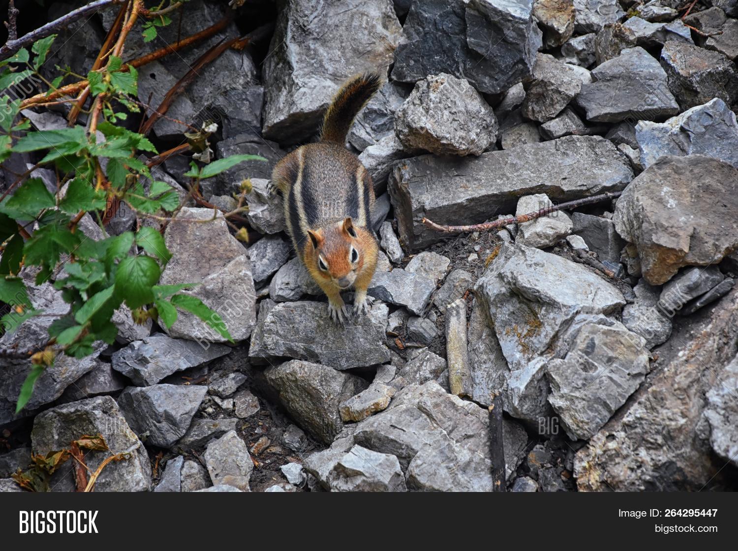 Western Chipmunk, ( Image & Photo (Free Trial) | Bigstock