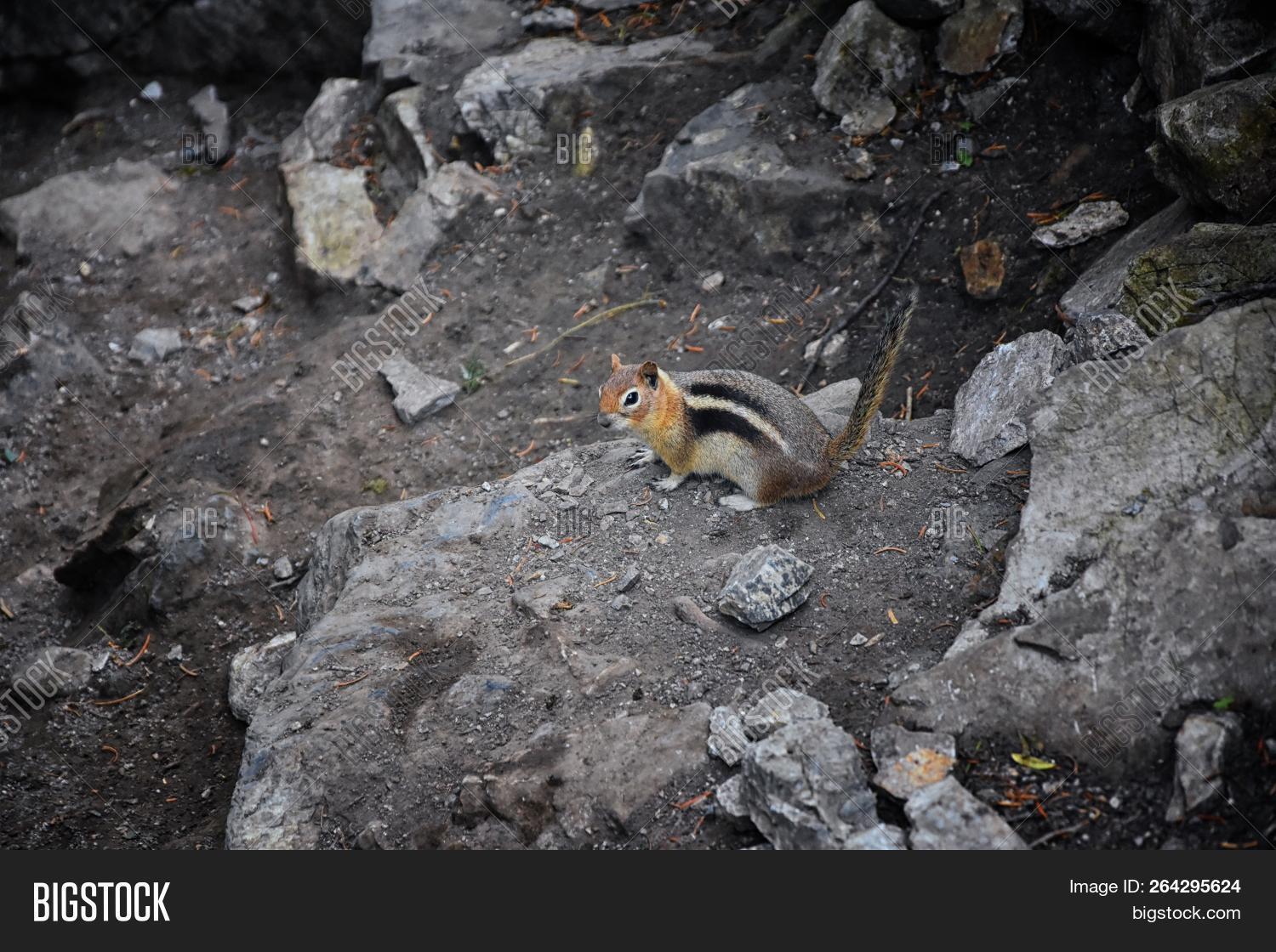 Western Chipmunk, ( Image & Photo (Free Trial) | Bigstock