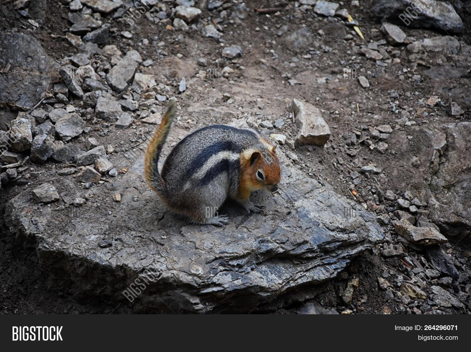 Western Chipmunk, ( Image & Photo (Free Trial) | Bigstock