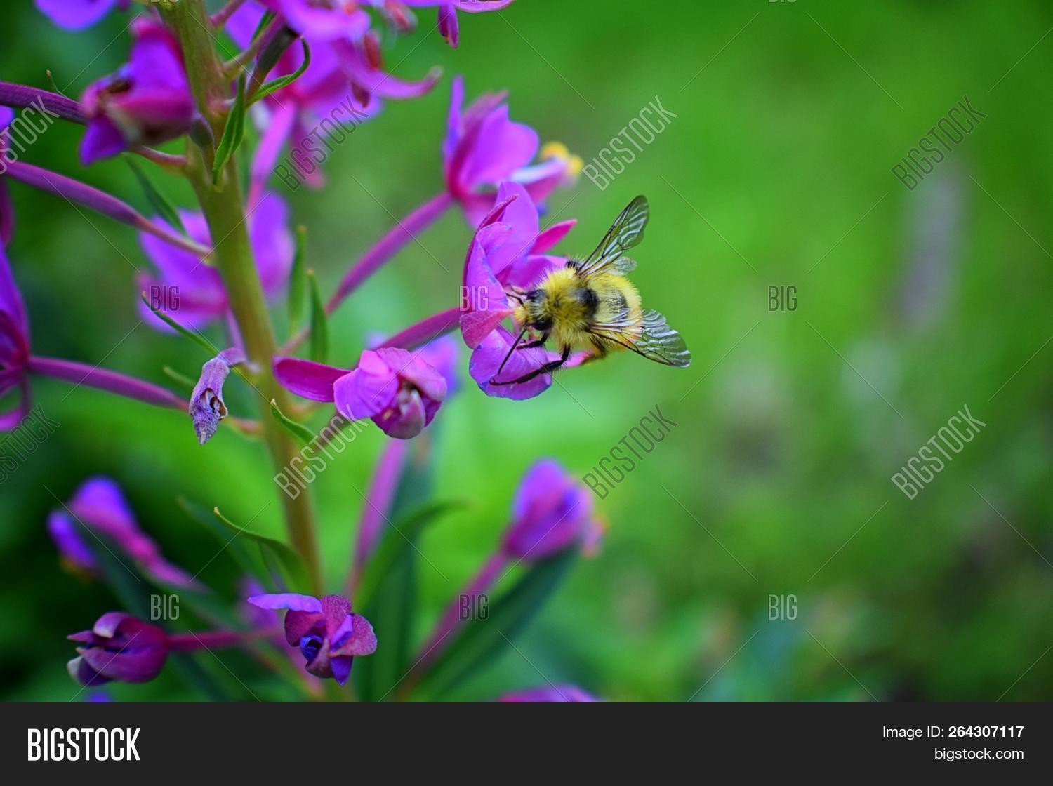 Bumble Bee (bombus Image & Photo (Free Trial) | Bigstock