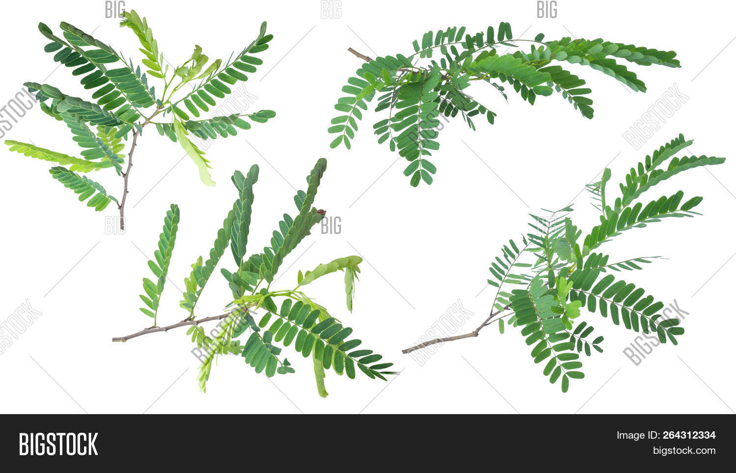Tamarind Leaves Image & Photo (Free Trial) | Bigstock